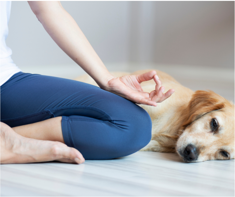 Meditation Courses - Animal Muse, Animal Communication and Reiki