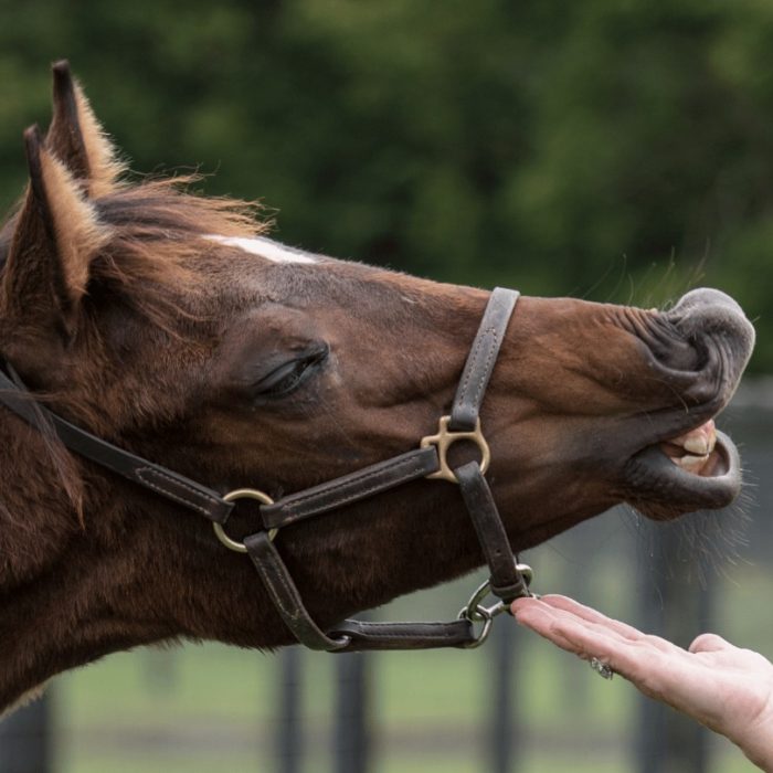 Animal Communication - Cathy Malkin - Animal Muse Communication and Reiki